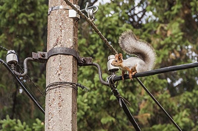 Animals - The Number One Danger To Fiber Networks